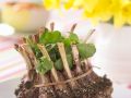 Lammkrone mit Füllung Rezept | EAT SMARTER