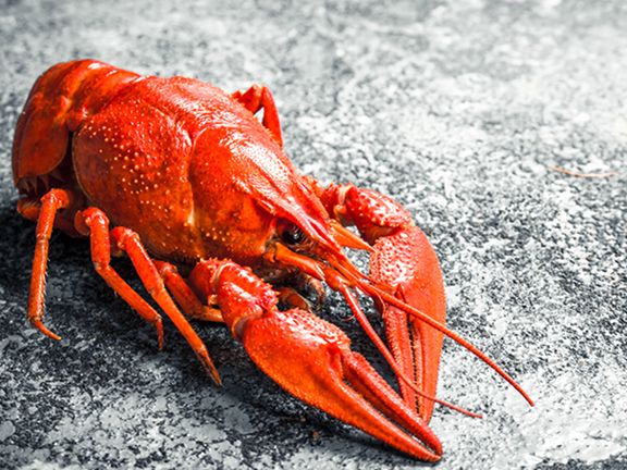 Hummer | EAT SMARTER