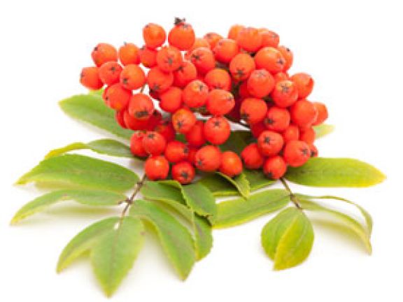 Vogelbeere (Eberesche) | EAT SMARTER