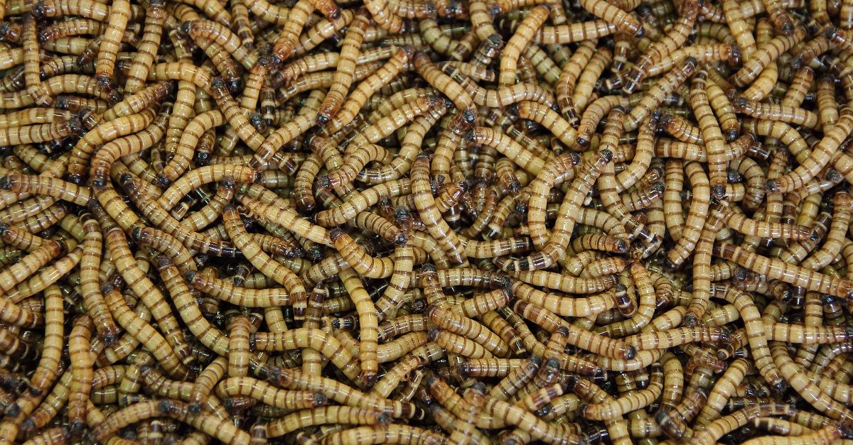 Insekten essen: So gesund sind die Minis wirklich | EAT SMARTER