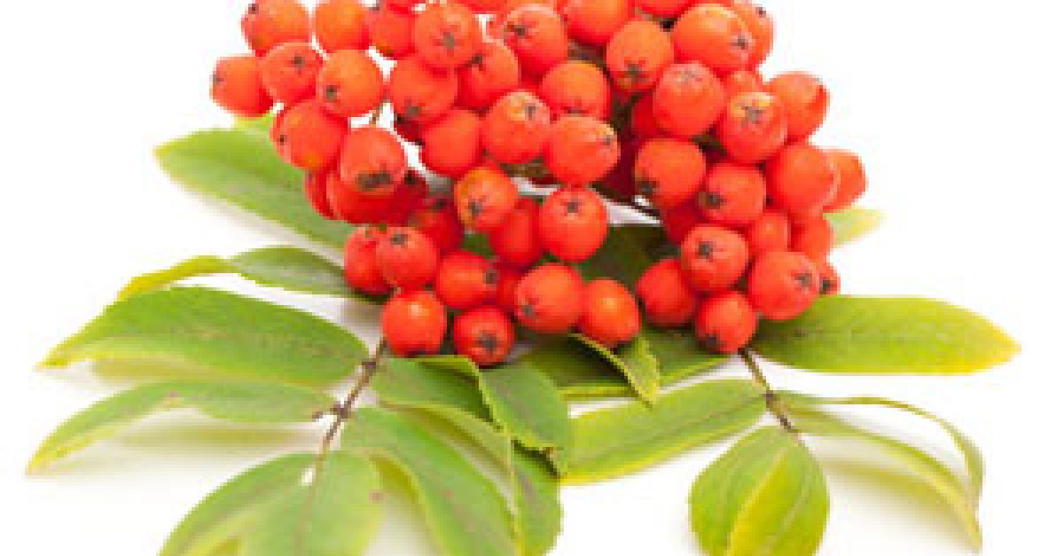 Vogelbeere (Eberesche) | EAT SMARTER