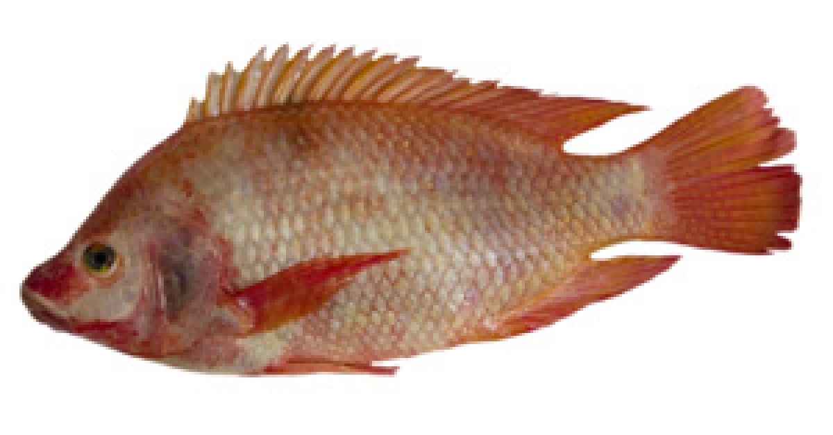 Schnapper (Red Snapper) | EAT SMARTER